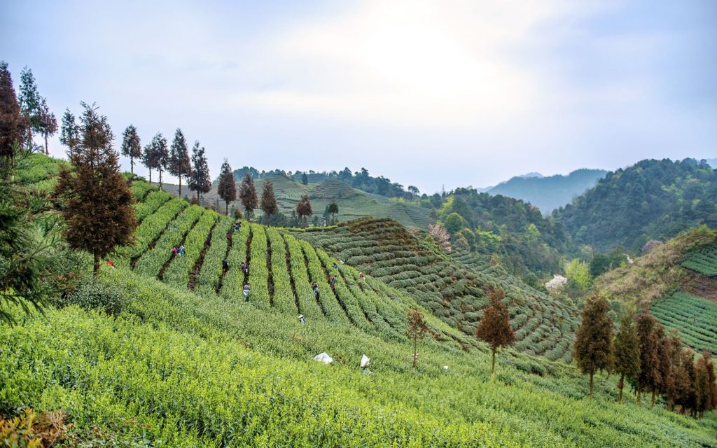 Mt. Tiangong Organic Tea Garden – teavivre