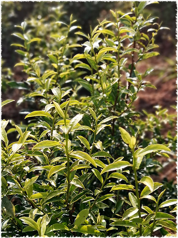 Ginseng Aroma Liu Bao Cha Dark Tea 2007