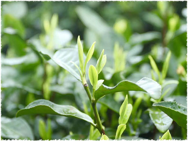Jiu Qu Hong Mei Black Tea