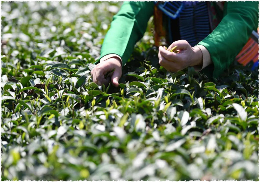 Bing Lang Xiang Liu Bao Cha Dark Tea 2014