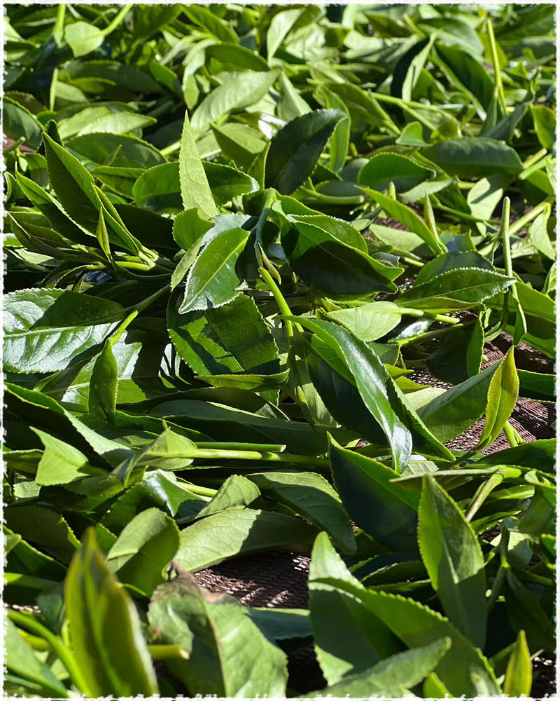 Taiwan Red Oolong (Hong WuLong) Tea