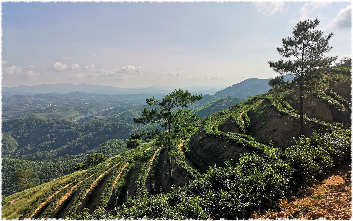 Jin Hua (Golden Flower) Liu Bao Cha Dark Tea