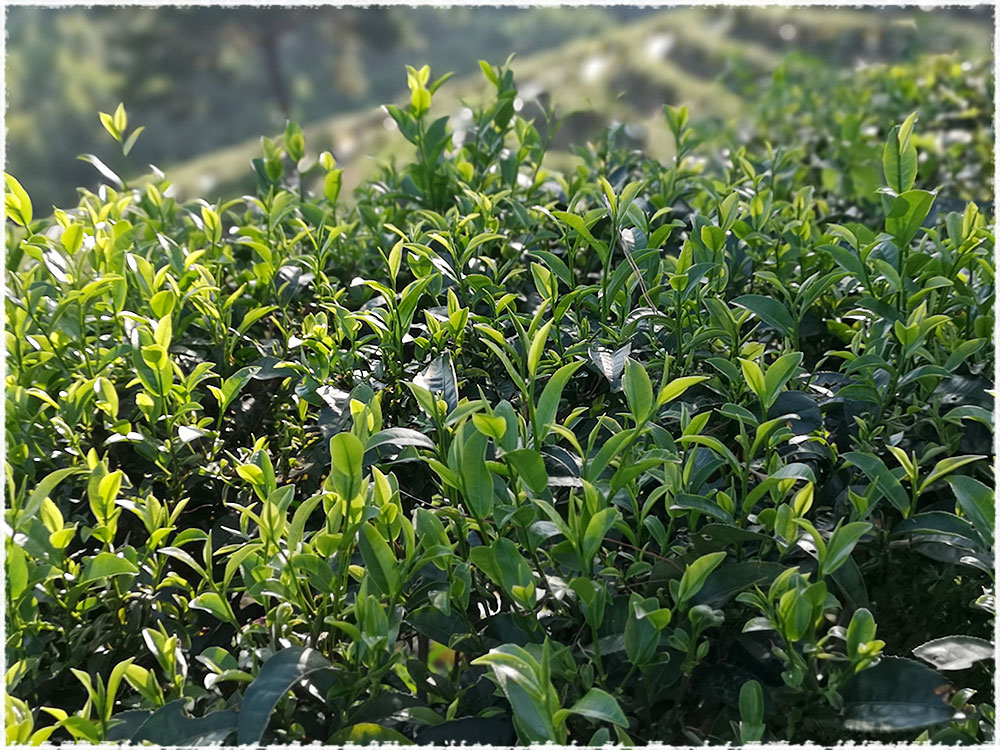Jin Hua (Golden Flower) Liu Bao Cha Dark Tea