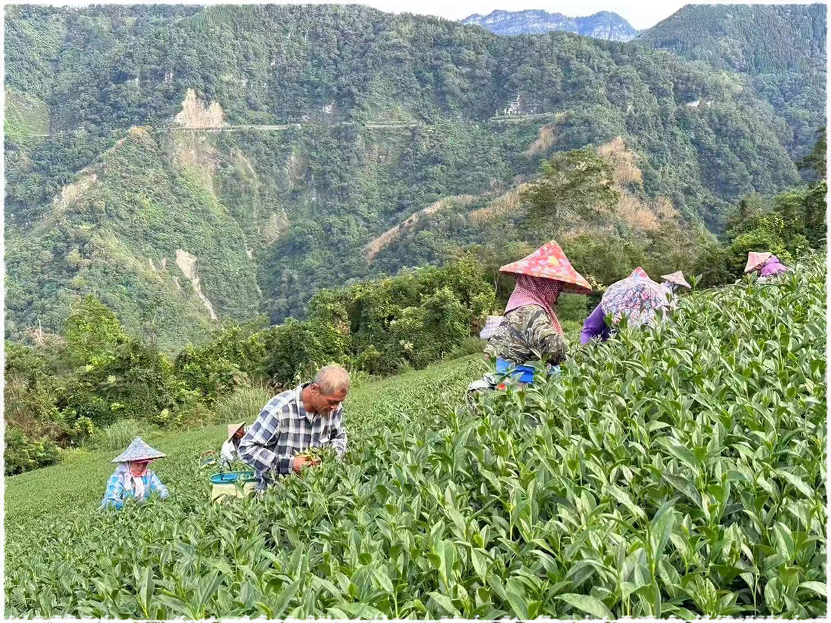 Nonpareil Taiwan Zhang Shu Hu High Mountain Oolong Tea