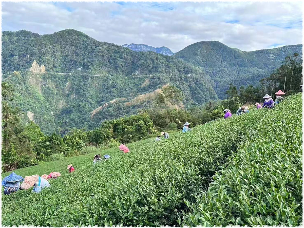 Nonpareil Taiwan Zhang Shu Hu High Mountain Oolong Tea