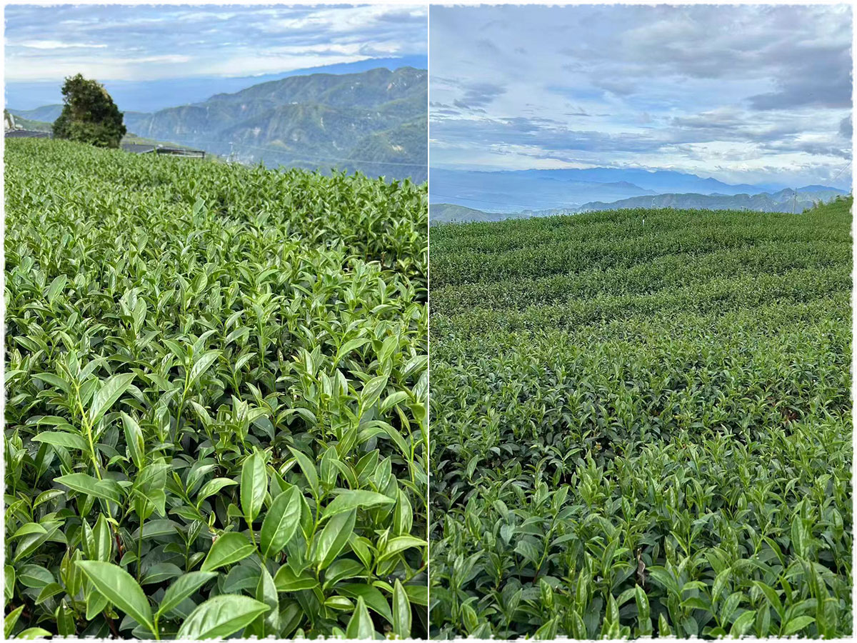 Nonpareil Taiwan Zhang Shu Hu High Mountain Oolong Tea